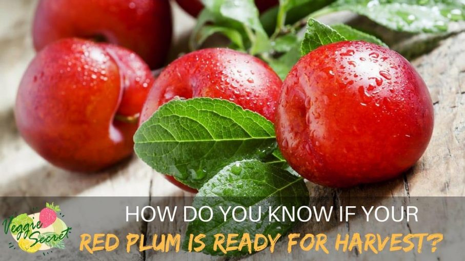 How Do You Know If Your Red Plum is Ready For Harvest? – Veggiesecret